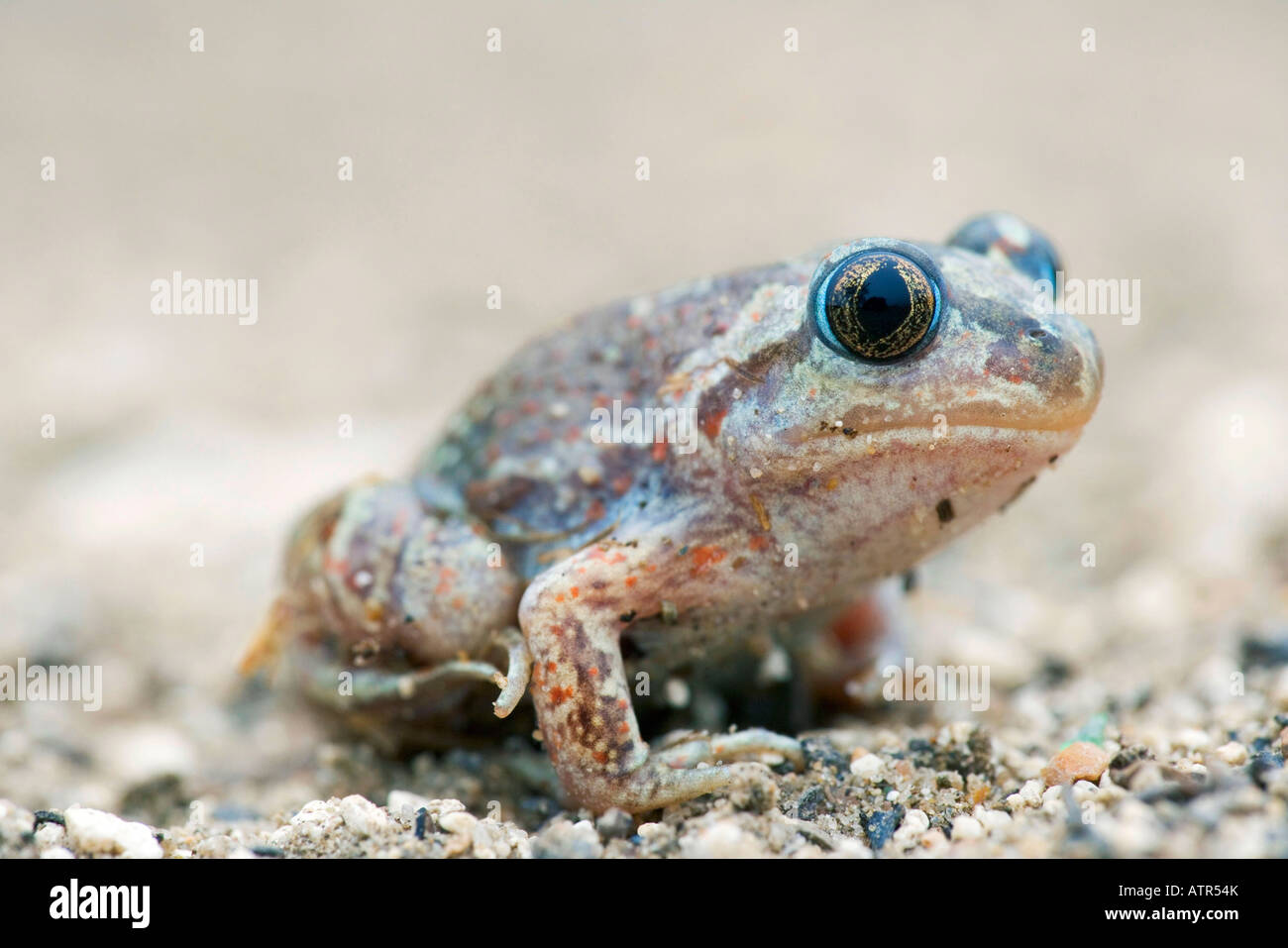 Common Spade Foot Stock Photo - Alamy