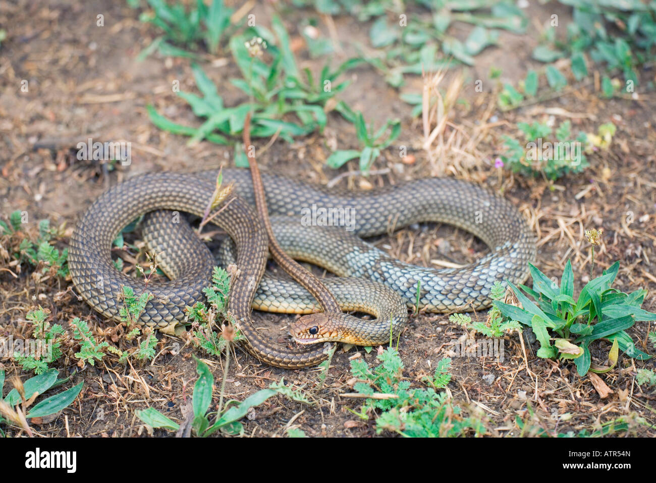 Large whip snake hi-res stock photography and images - Alamy