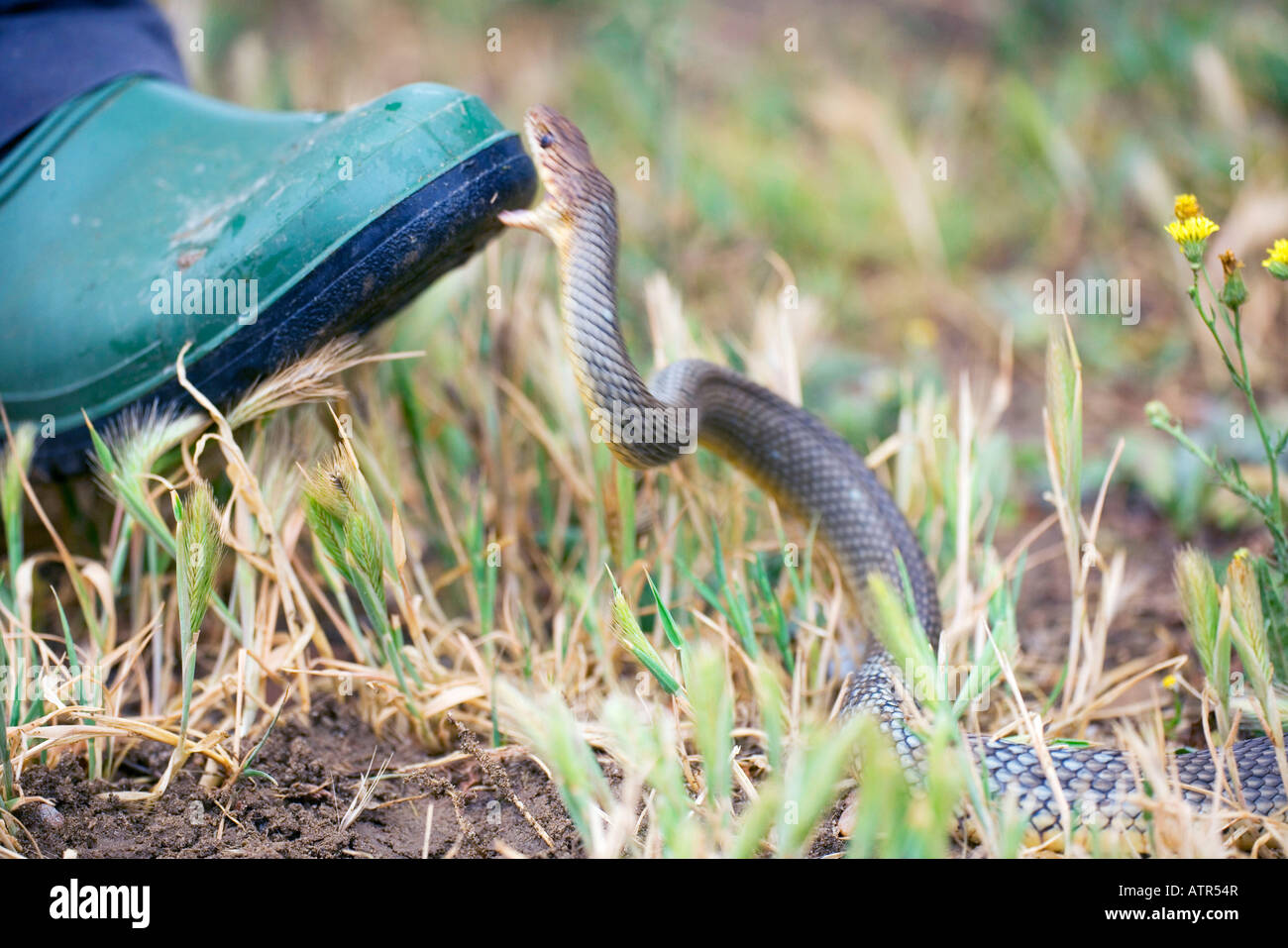 Large Whip Snake Stock Photo - Alamy