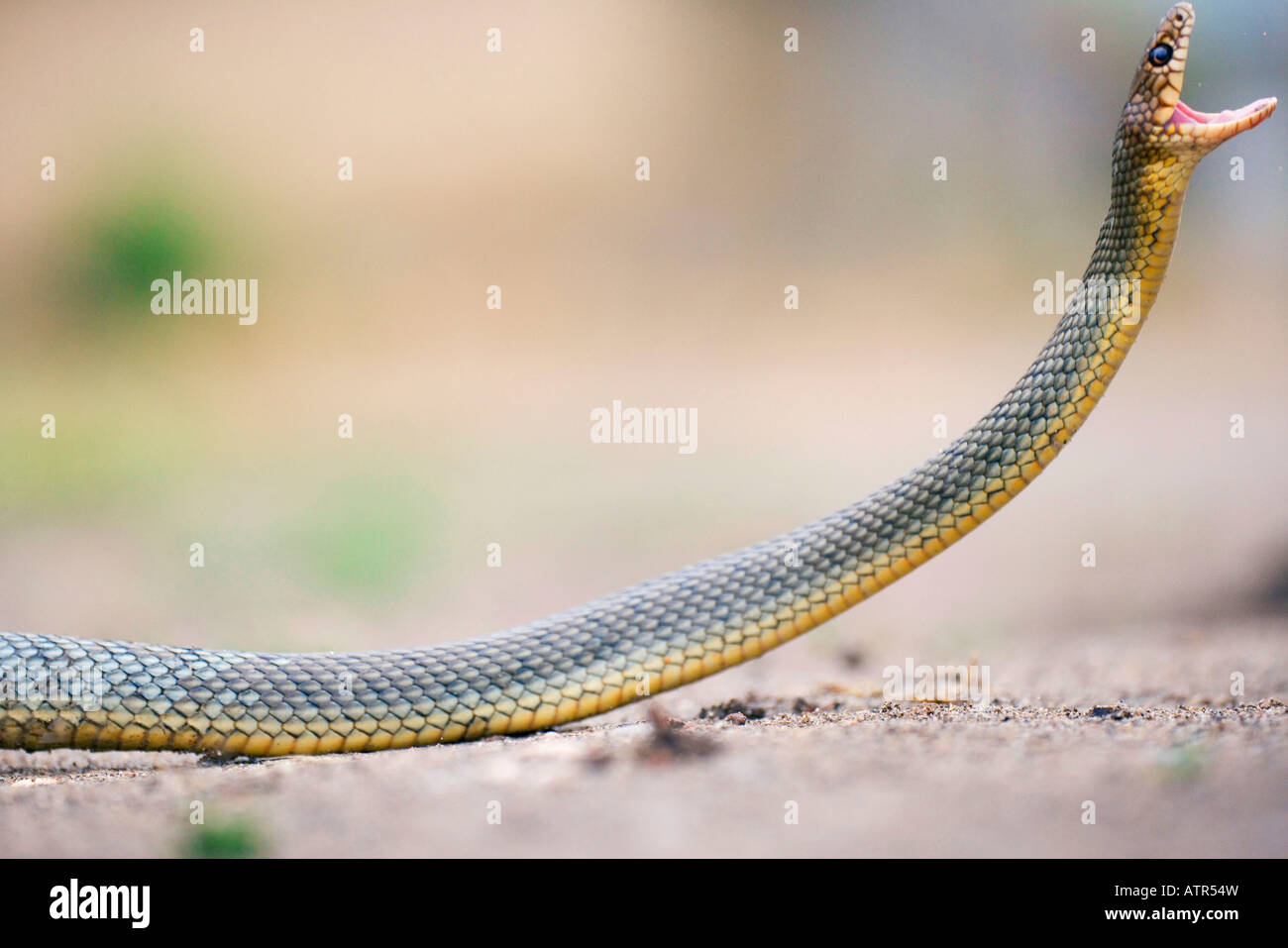 Large Whip Snake Stock Photo - Alamy