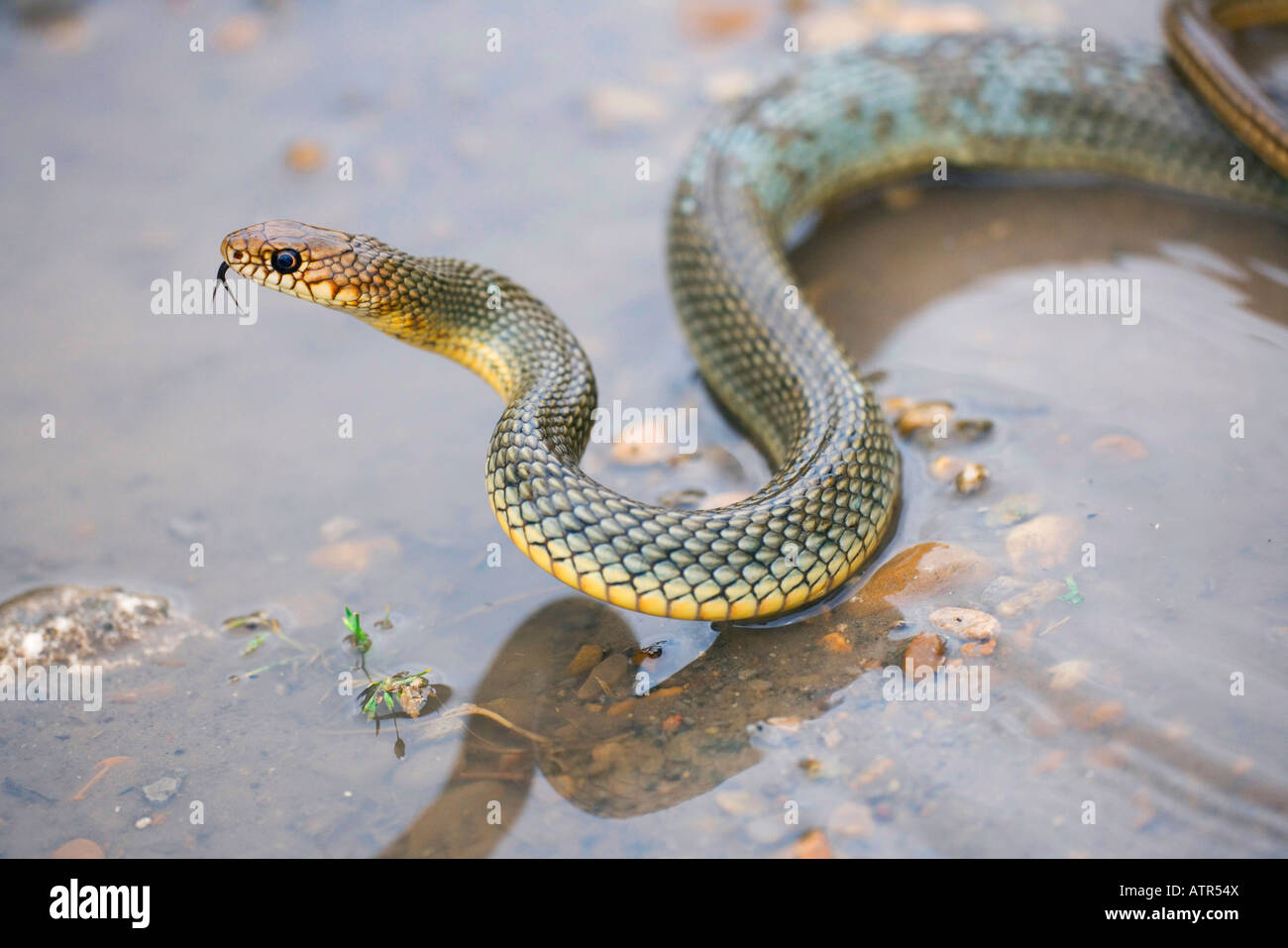 Large Whip Snake Stock Photo - Alamy