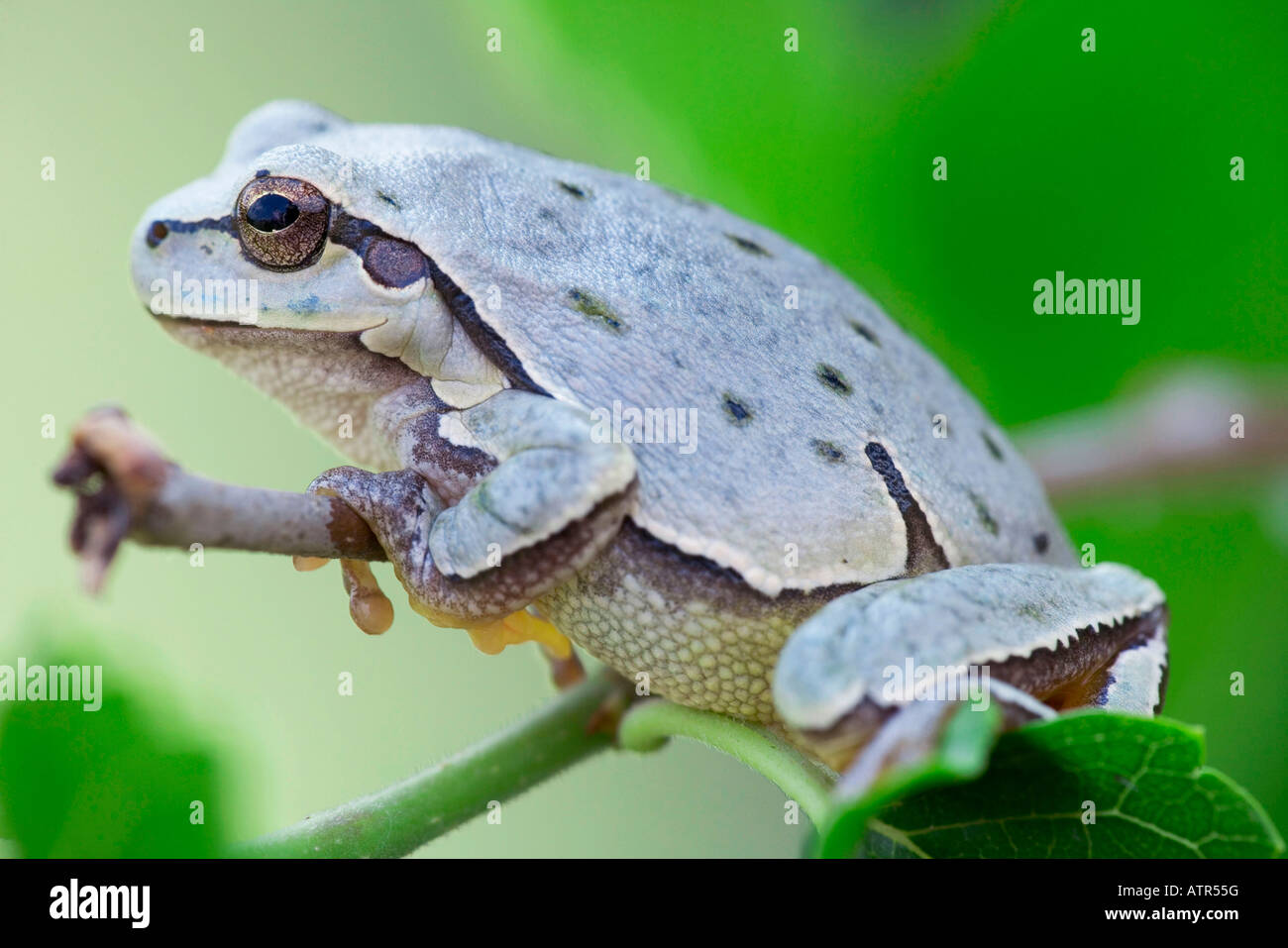 European Tree Frog Stock Photo - Alamy