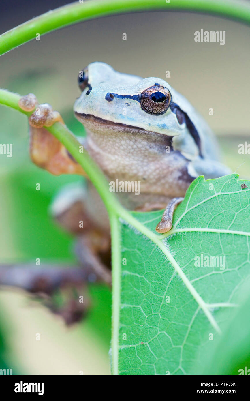 European Tree Frog Stock Photo - Alamy