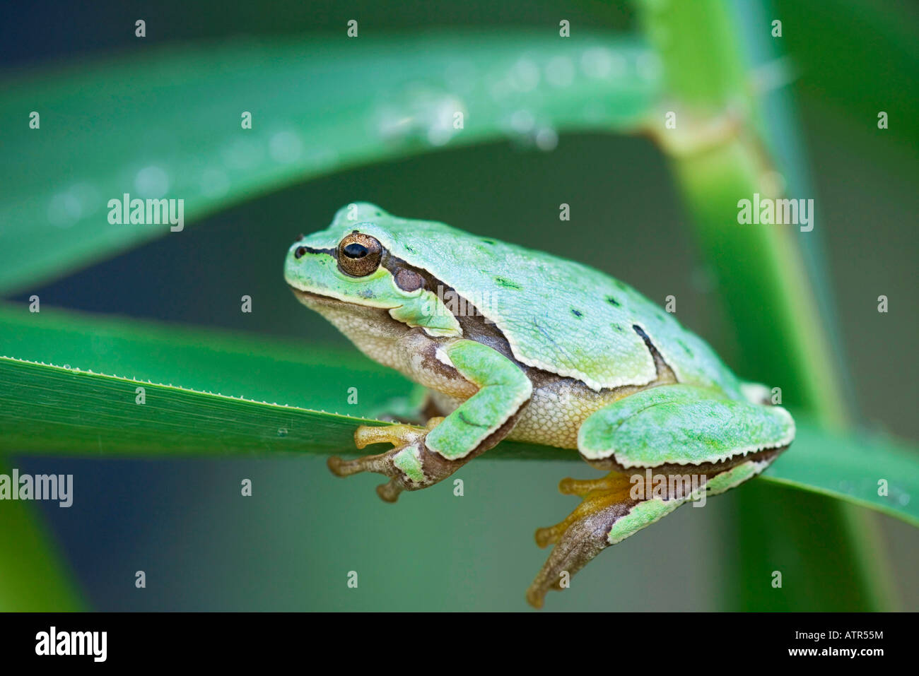 European Tree Frog Stock Photo - Alamy