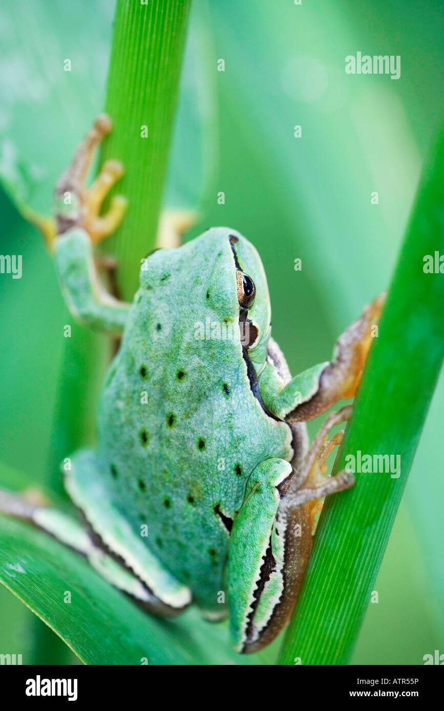 European Tree Frog Stock Photo - Alamy