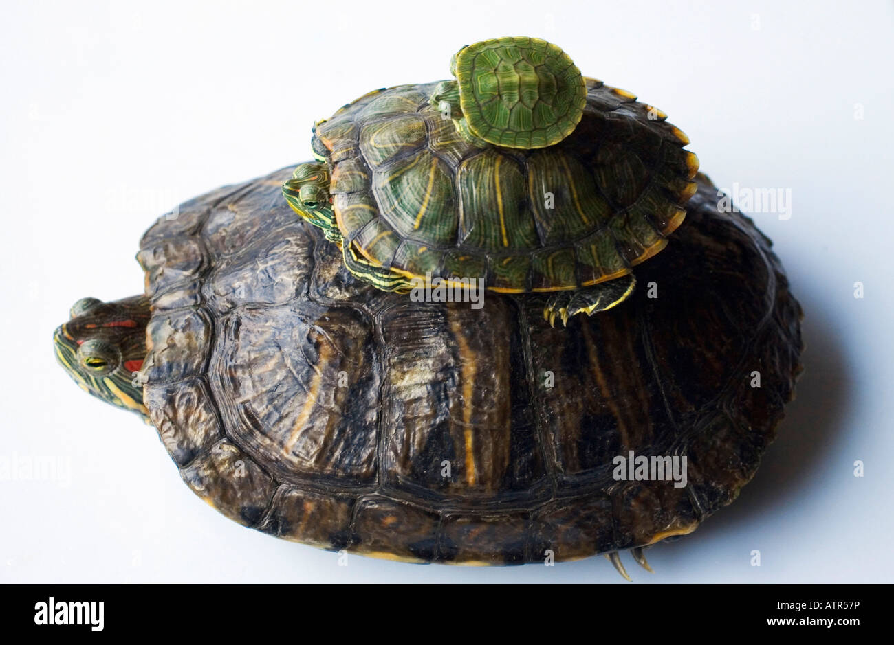 Juvenile red eared slider hi-res stock photography and images - Alamy