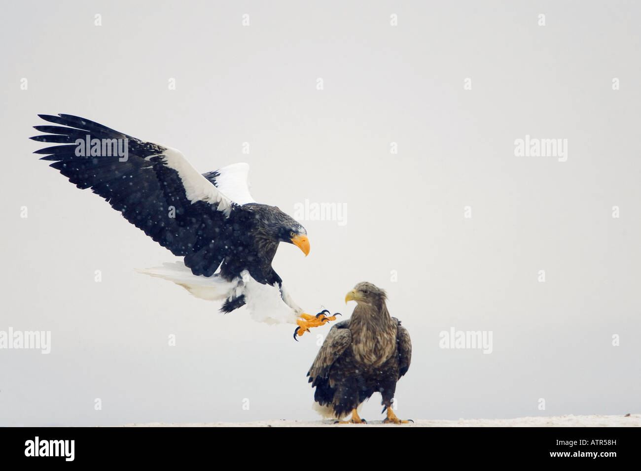 Eagles standing hi-res stock photography and images - Alamy
