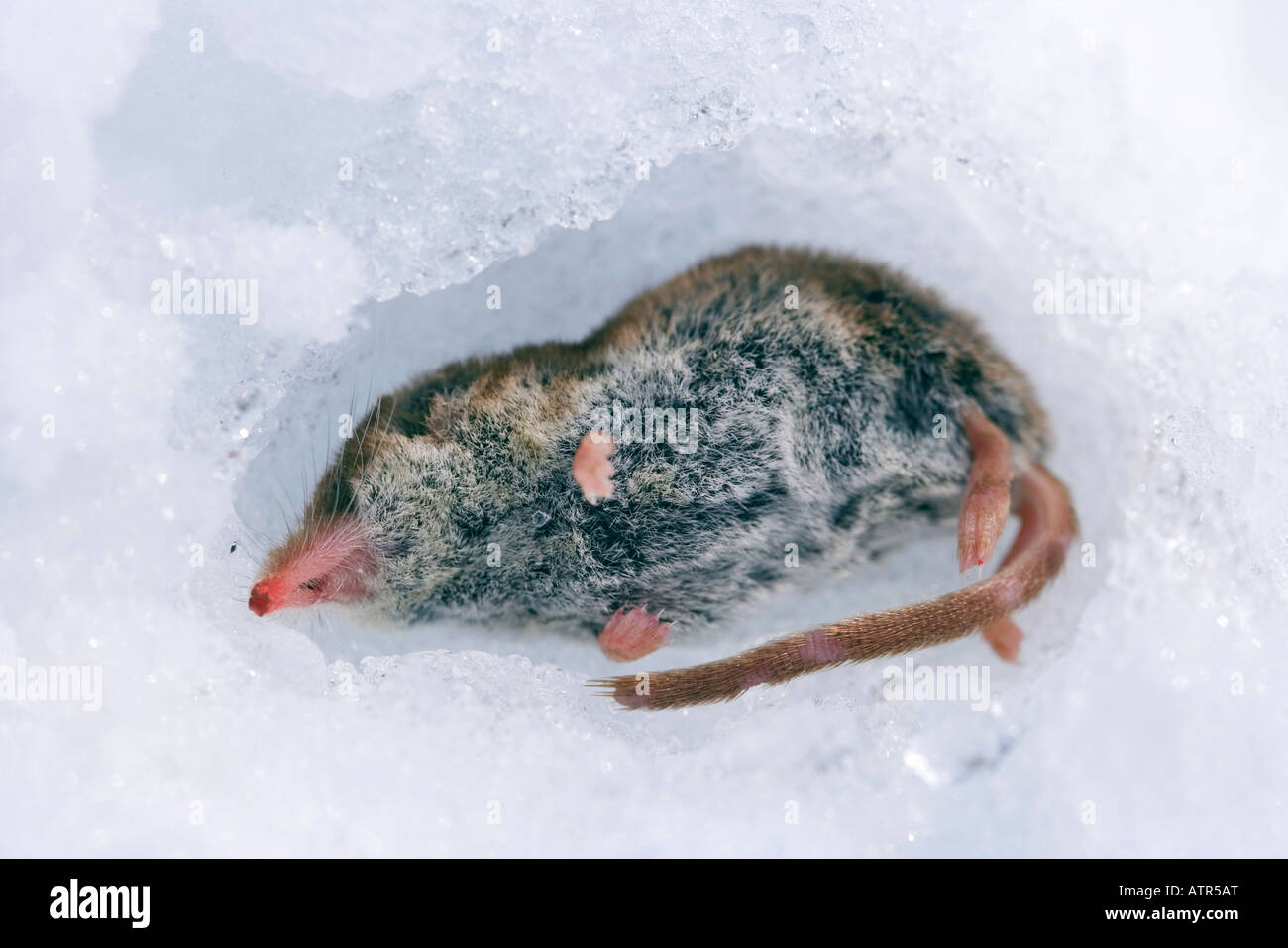 Dead shrew mouse hi-res stock photography and images - Alamy