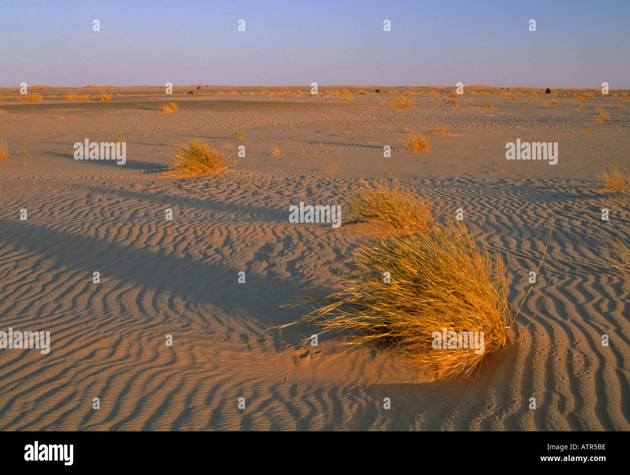 Mauritania desert hi-res stock photography and images - Alamy