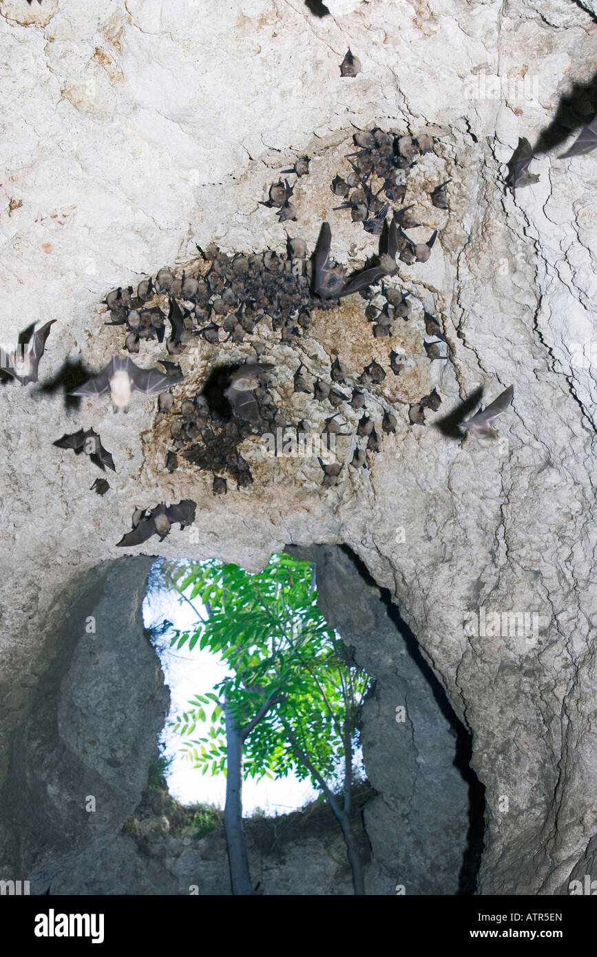 Mediterranean Horseshoe Bat Stock Photo - Alamy