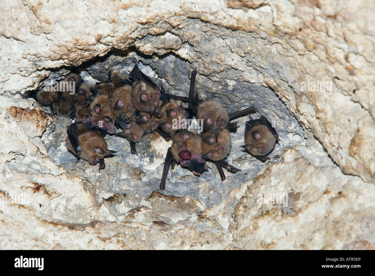 Mediterranean Horseshoe Bat Stock Photo - Alamy
