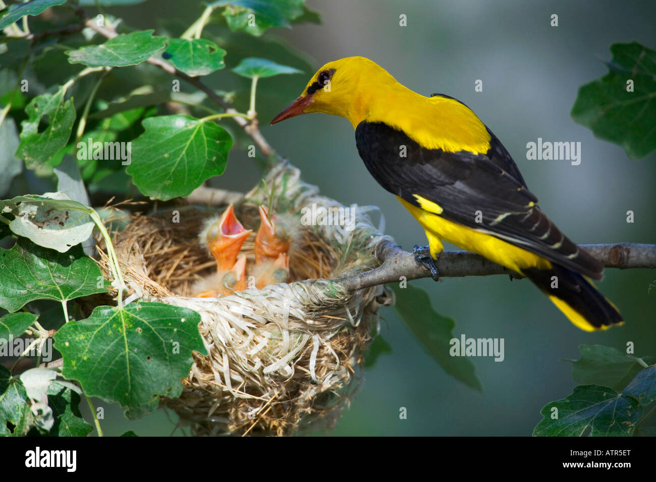 Oriole family hi-res stock photography and images - Alamy