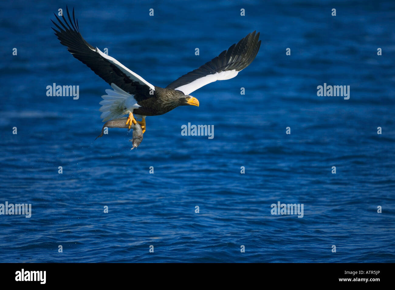 Steller's Sea Eagle Stock Photo - Alamy