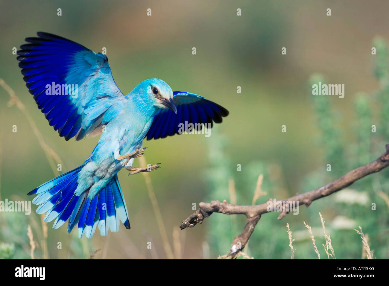 Birds bulgaria european roller hi-res stock photography and images - Alamy