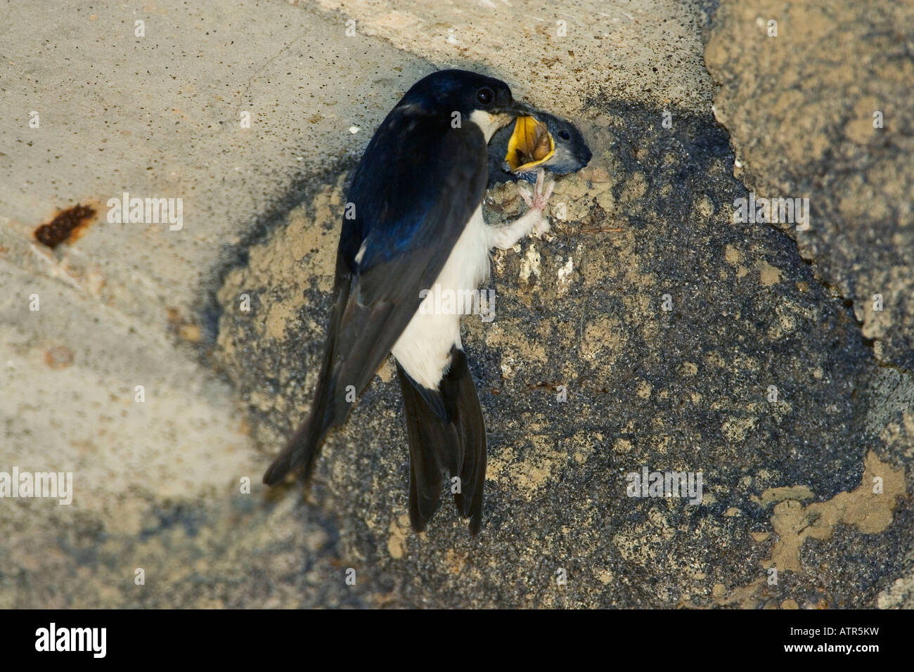 Juvenile house martin hi-res stock photography and images - Alamy
