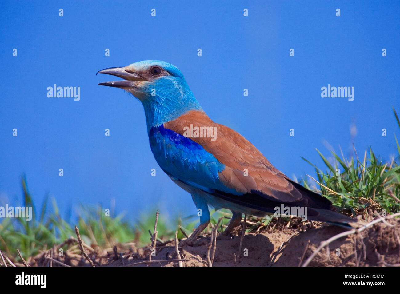 Birds bulgaria european roller hi-res stock photography and images - Alamy