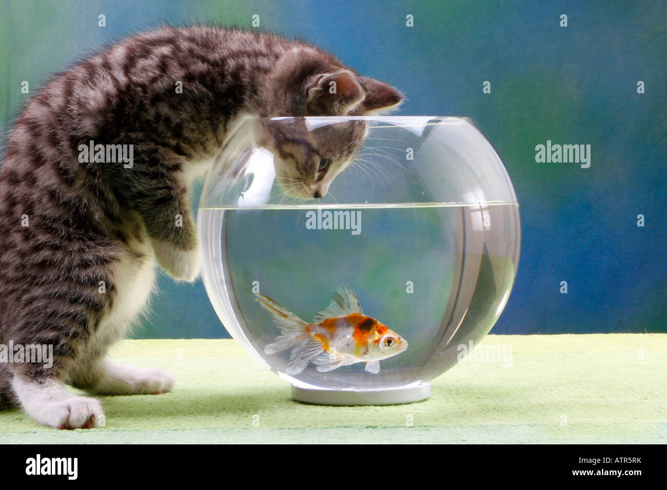 Domestic Cat and Goldfish Stock Photo - Alamy
