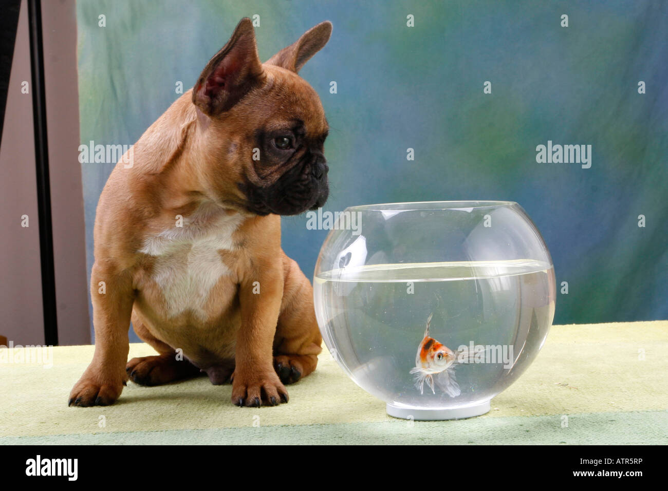 Bulldog fish hi-res stock photography and images - Alamy
