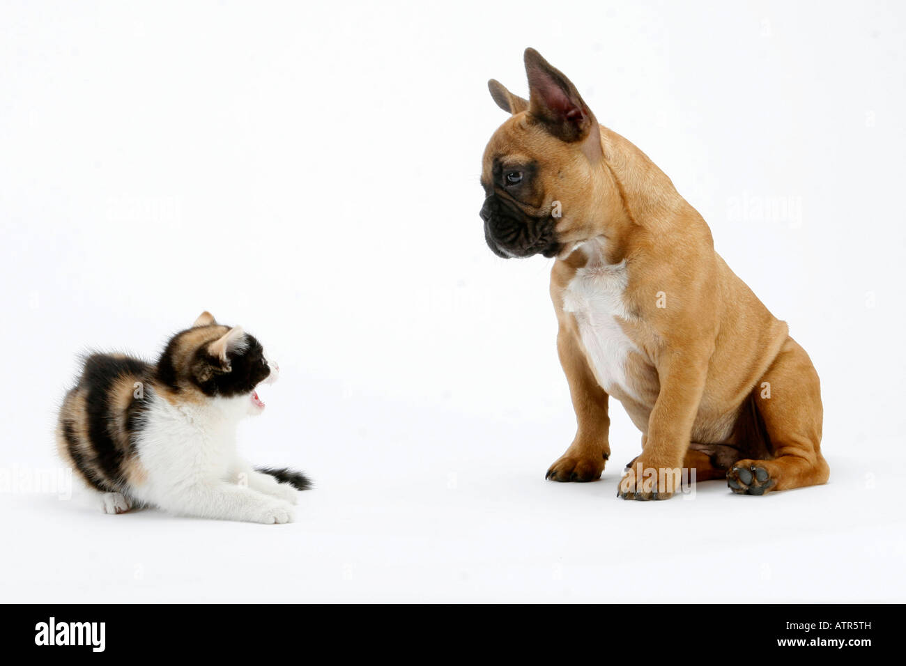 Are French Bulldogs Ok With Cats