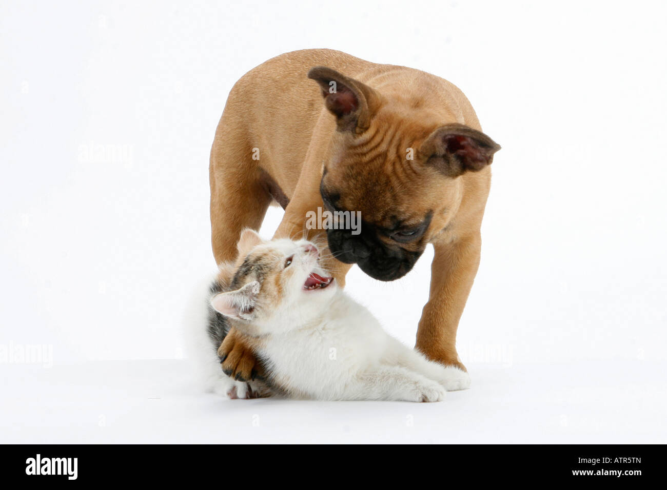 French Bulldog and Domestic Cat Stock Photo - Alamy