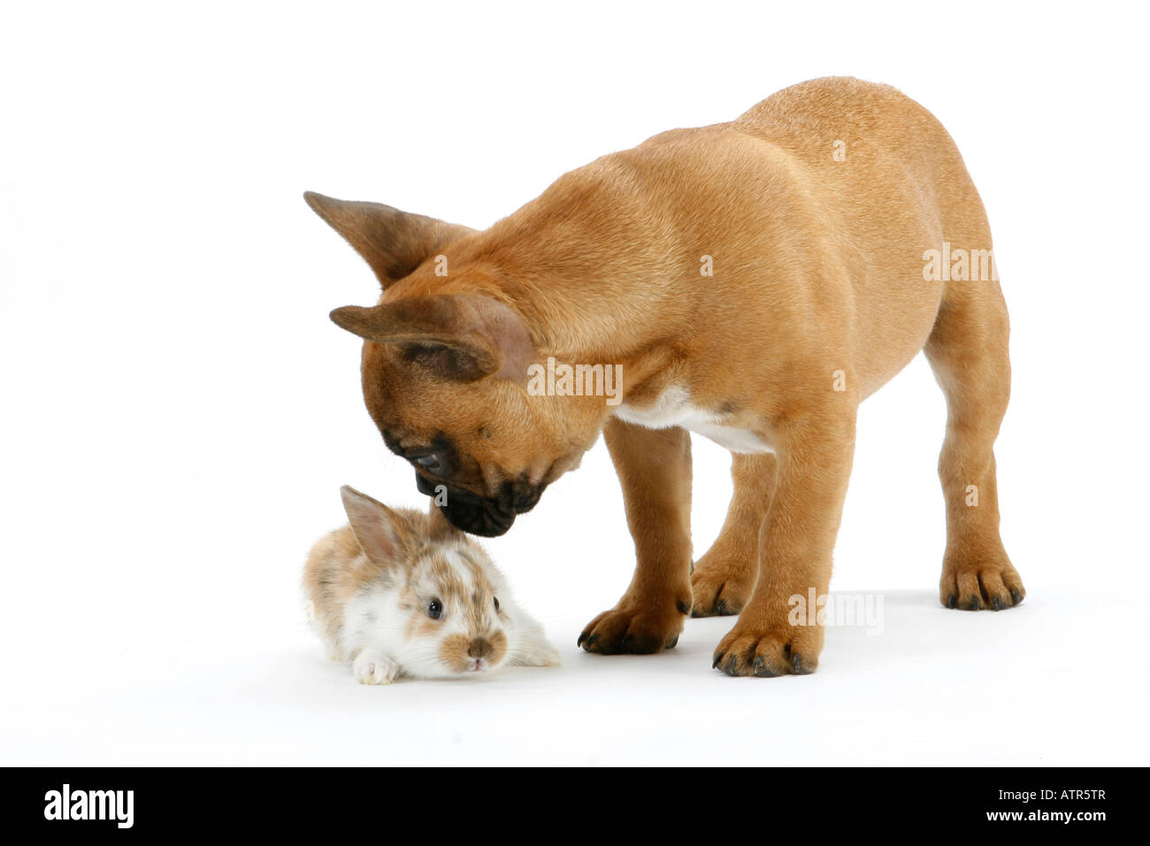 French Bulldog and Rabbit Stock Photo - Alamy