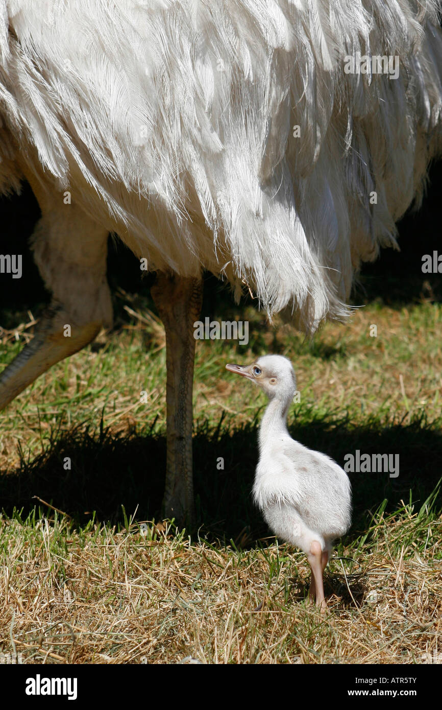 White rhea hi-res stock photography and images - Alamy