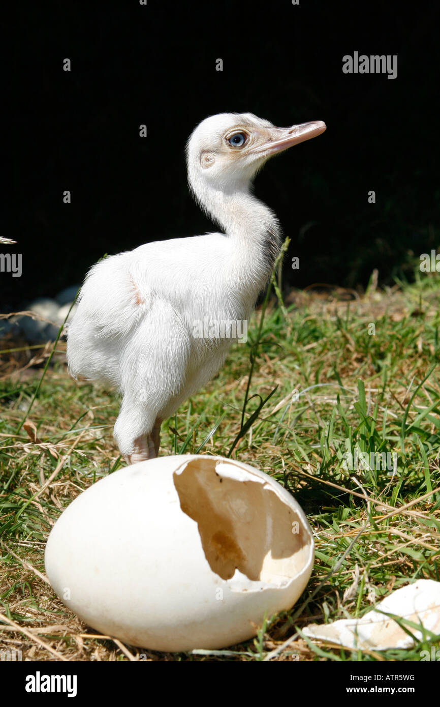 American rhea with young hi-res stock photography and images - Alamy