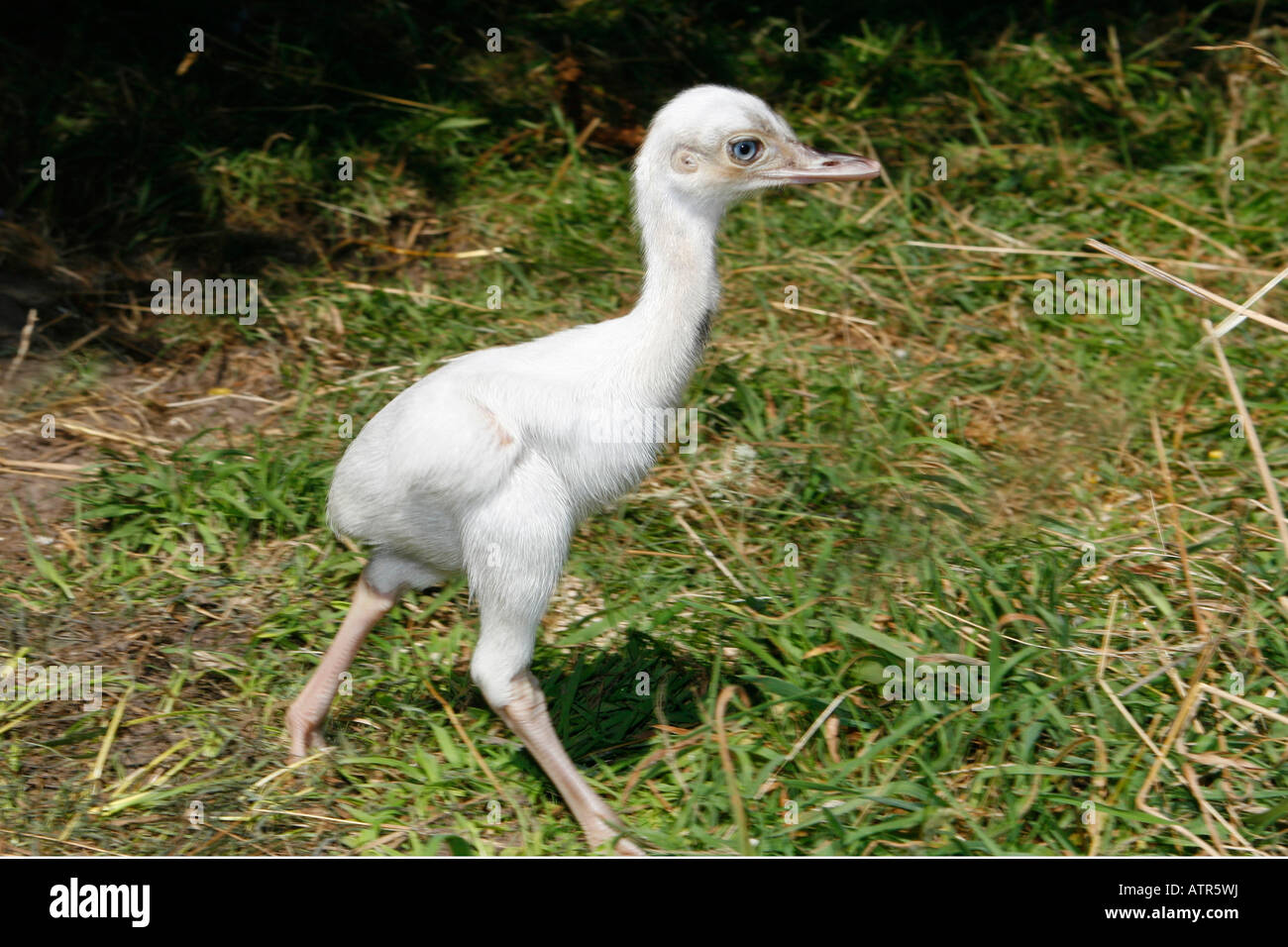Rhea bird chick hi-res stock photography and images - Alamy