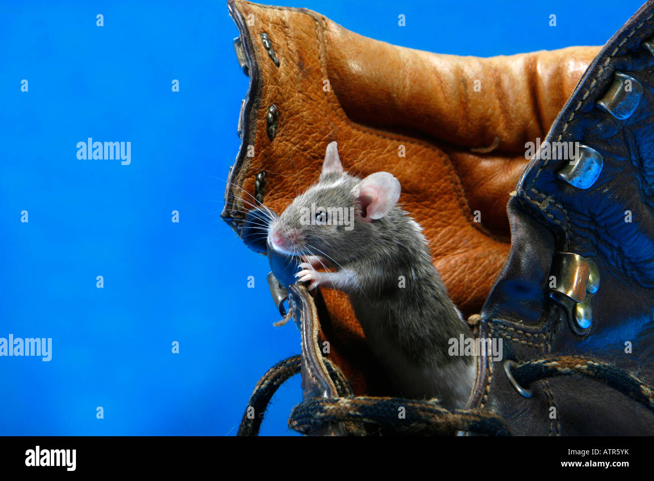 Domestic mouse in shoe hi-res stock photography and images - Alamy