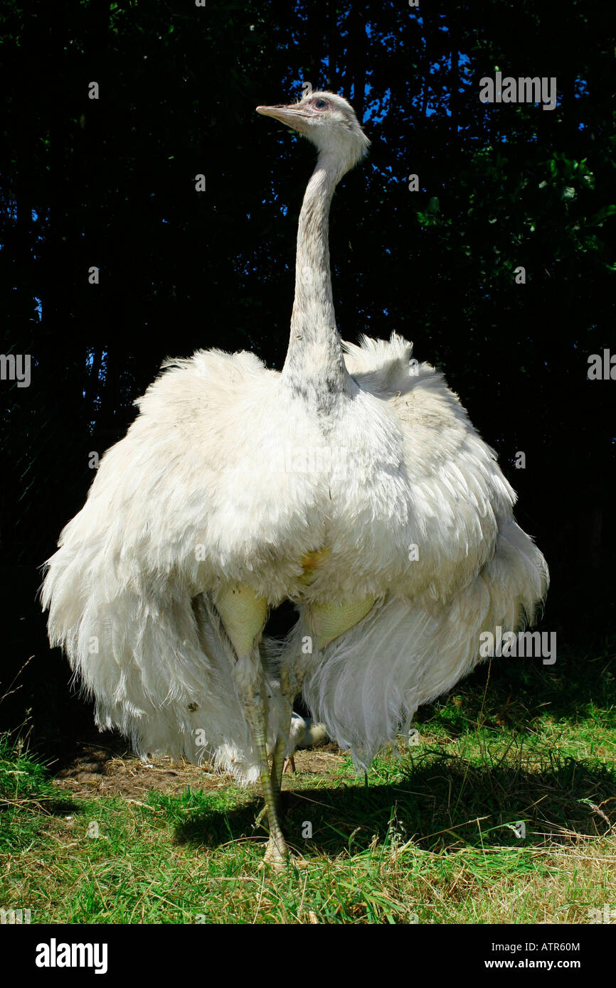 White rhea hi-res stock photography and images - Alamy