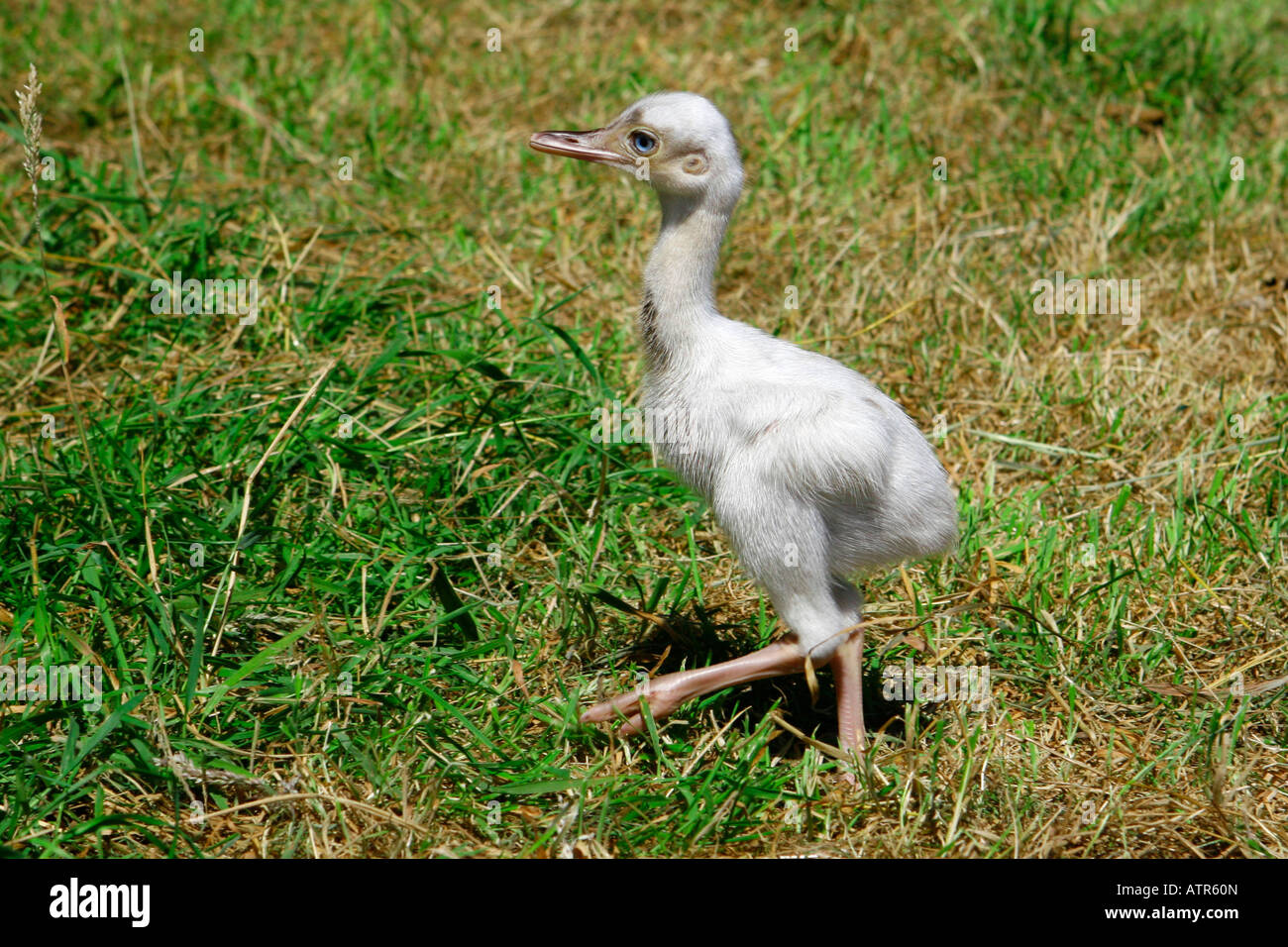 White rhea hi-res stock photography and images - Alamy