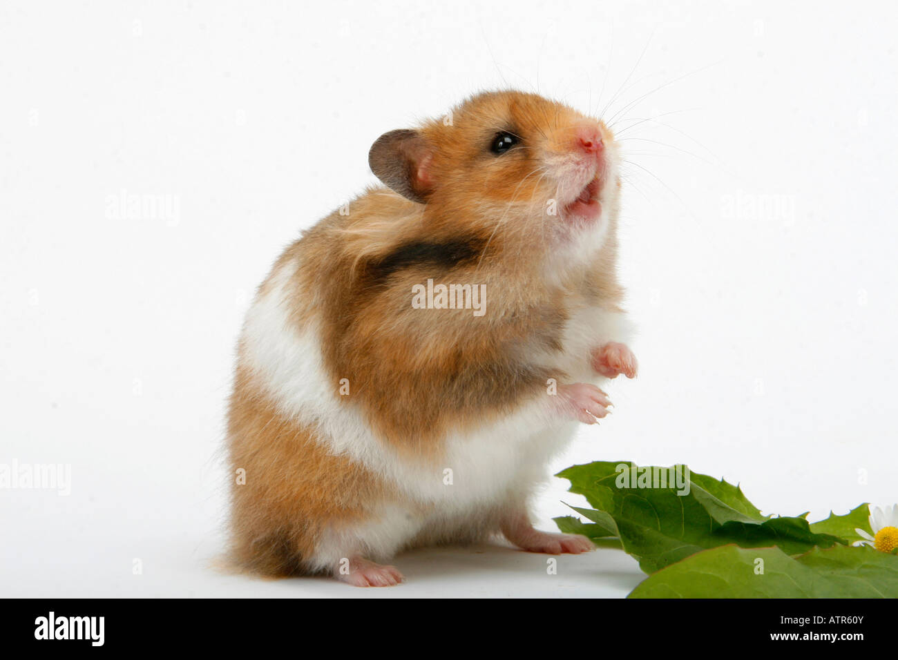 Hamster sniffing hi-res stock photography and images - Alamy