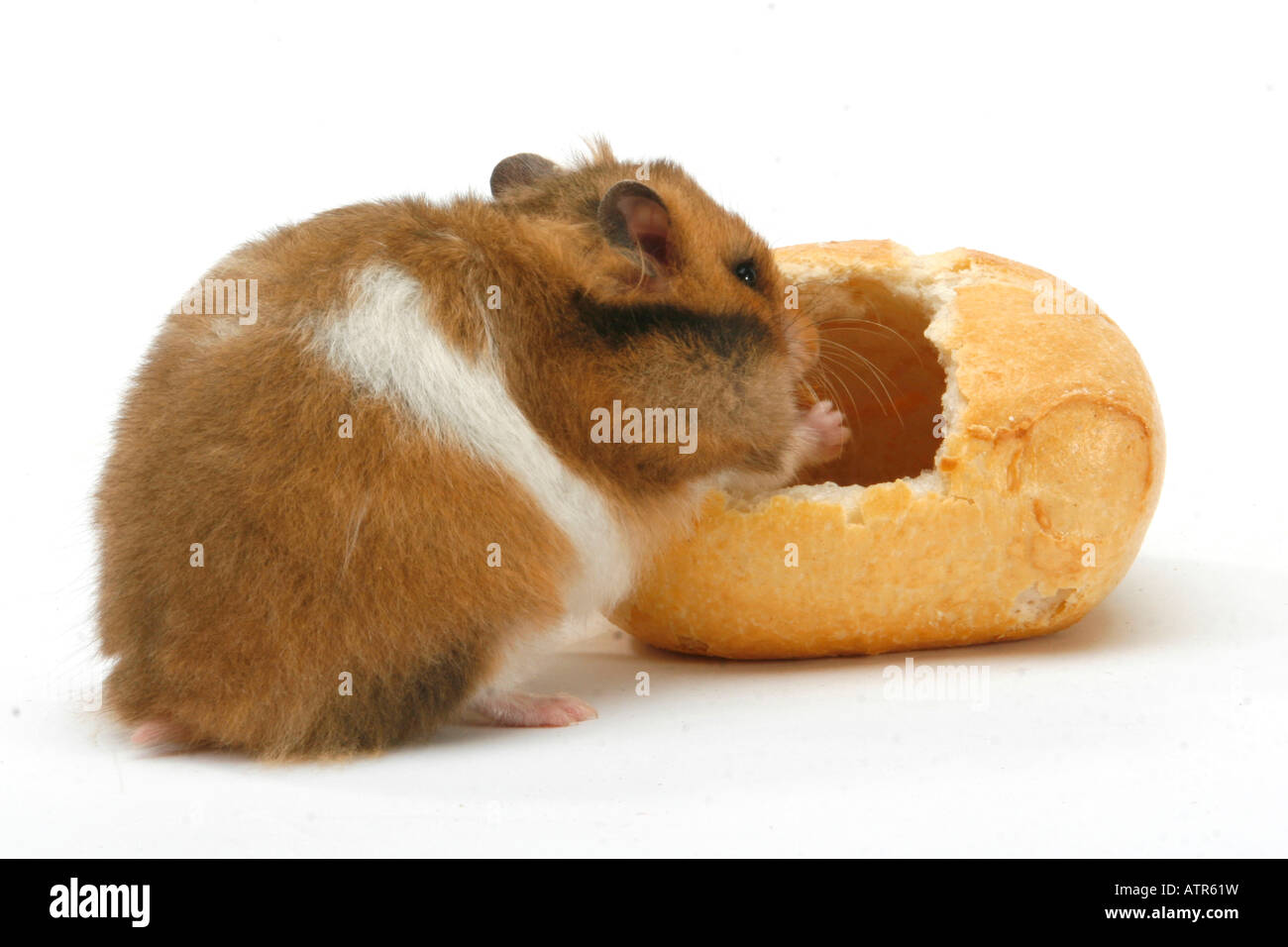 Hamster roll hi-res stock photography and images - Alamy