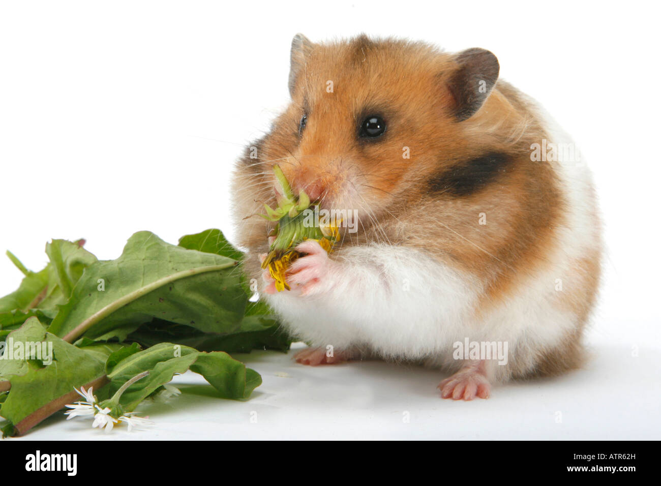 Sitting hamster hi-res stock photography and images - Alamy