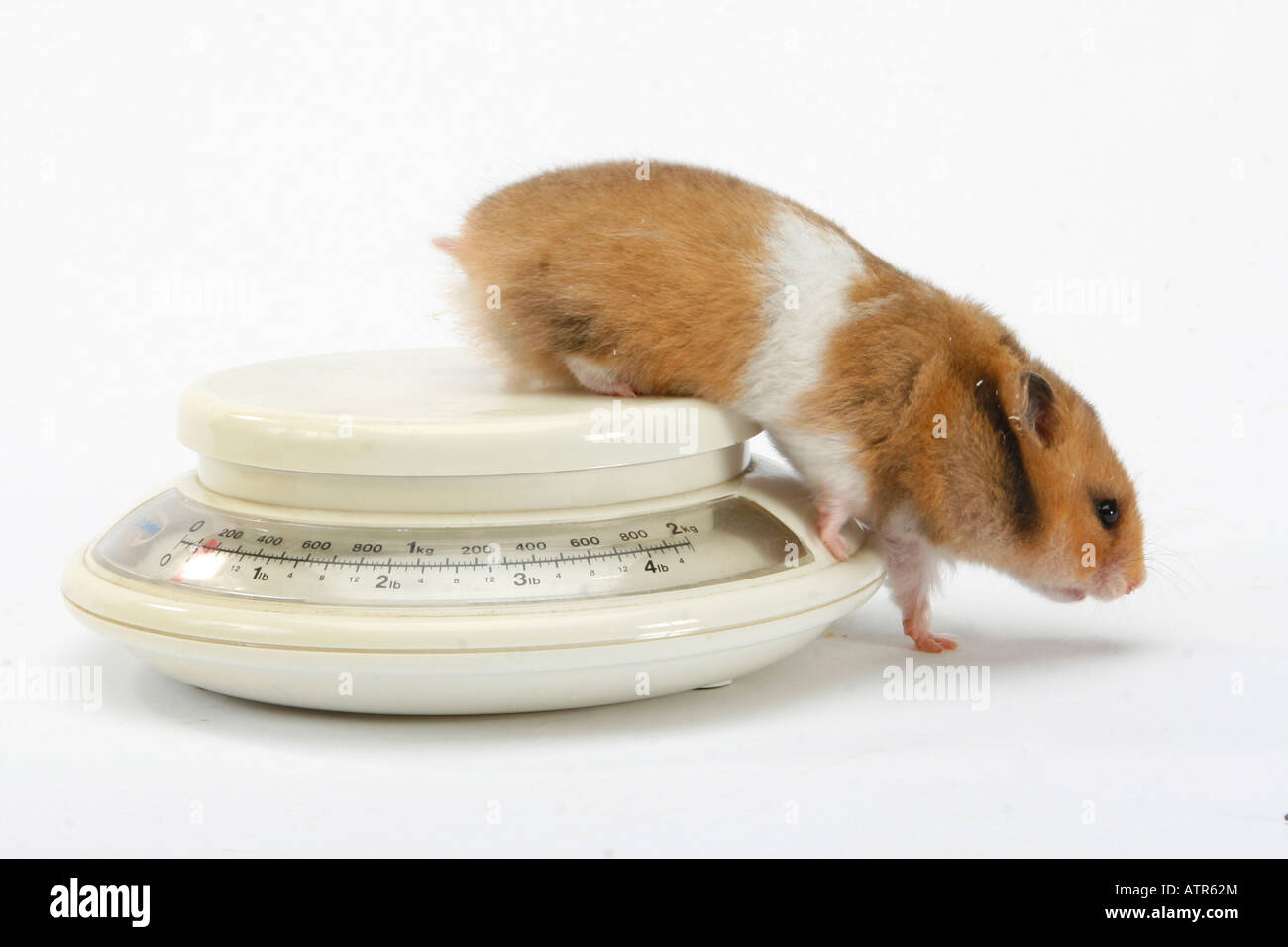 Golden hamster scale hi-res stock photography and images - Alamy