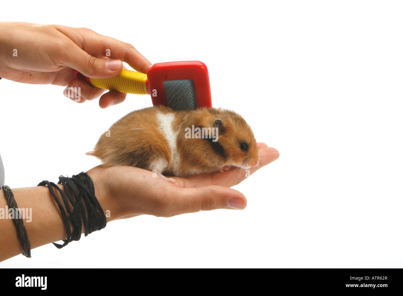Golden Hamster Hand High Resolution Stock Photography and Images - Alamy