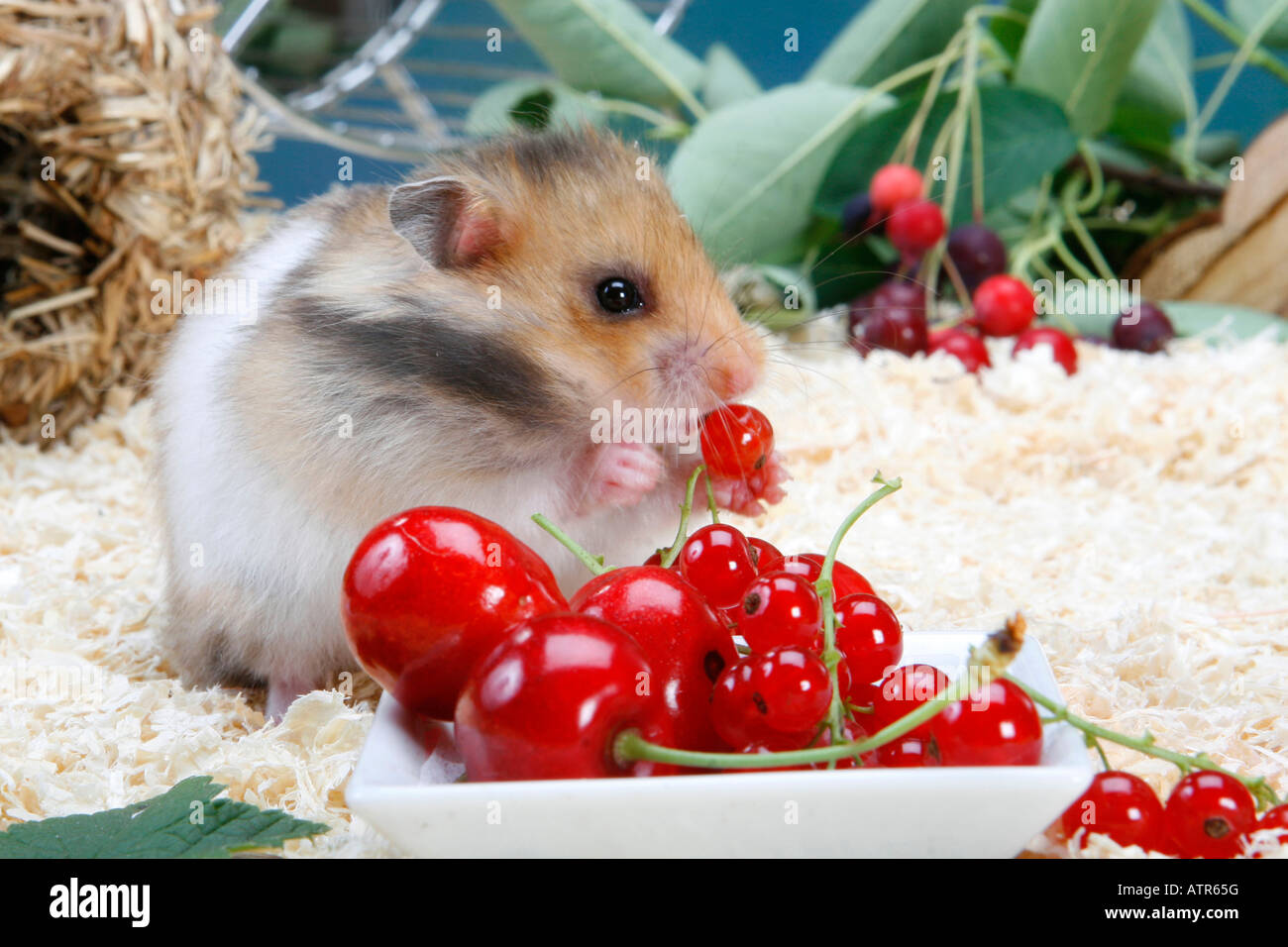 Golden hamster berry hi-res stock photography and images - Alamy