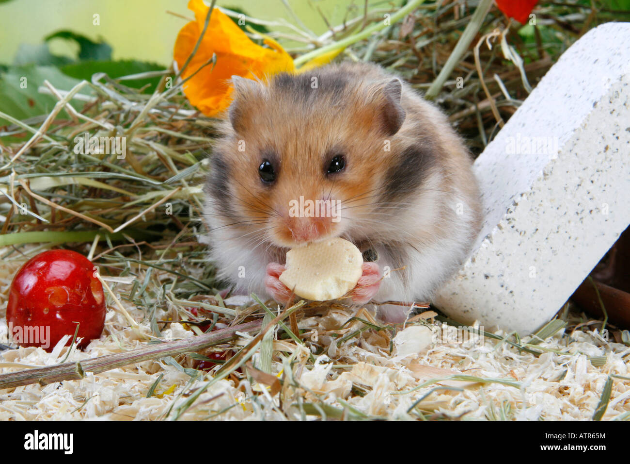 Sitting hamster hi-res stock photography and images - Alamy
