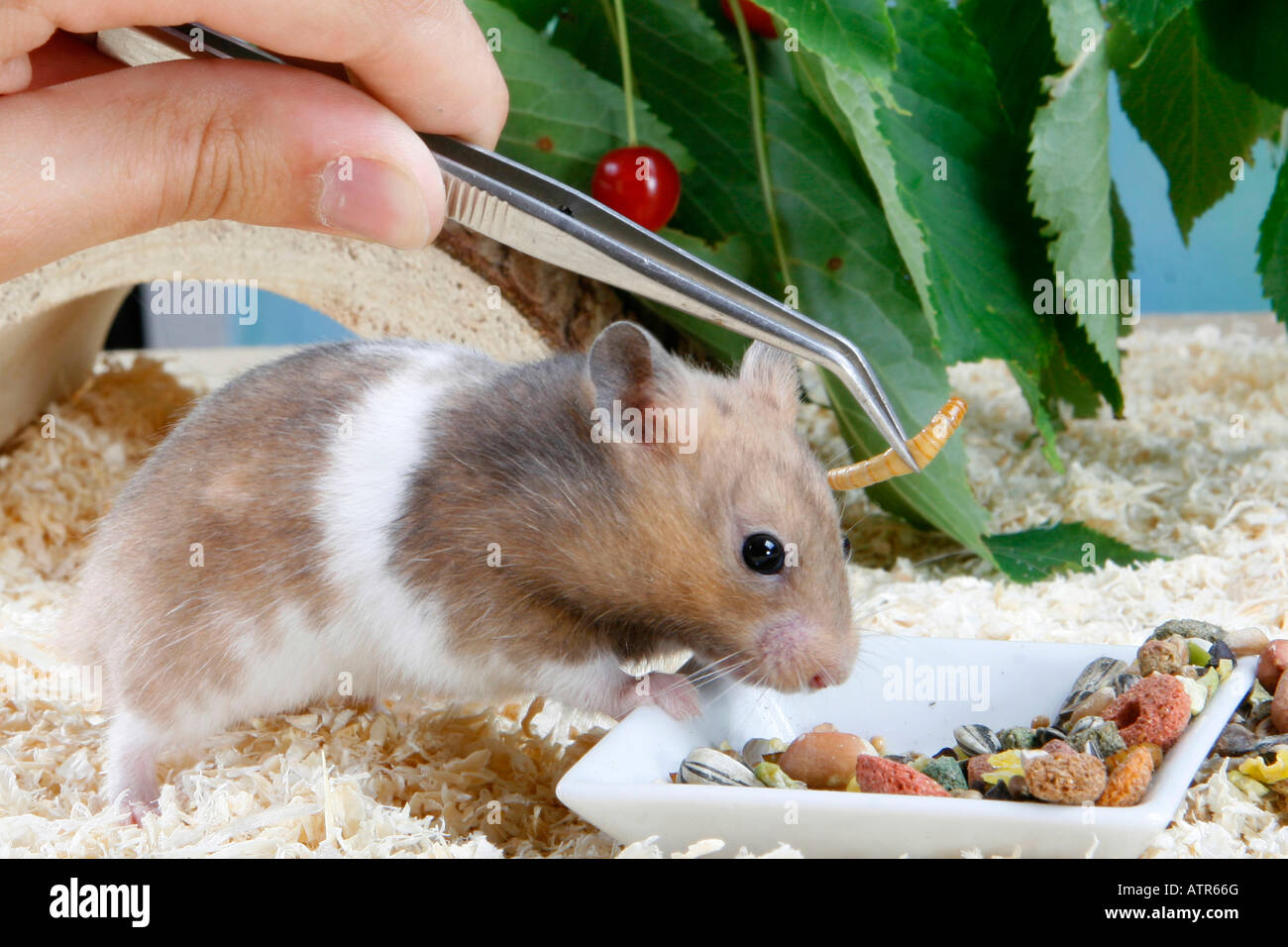 Human hamster hi-res stock photography and images - Alamy
