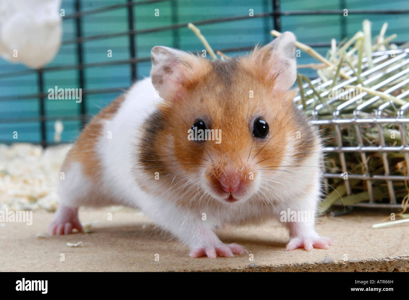 Golden hamster eye hi-res stock photography and images - Alamy