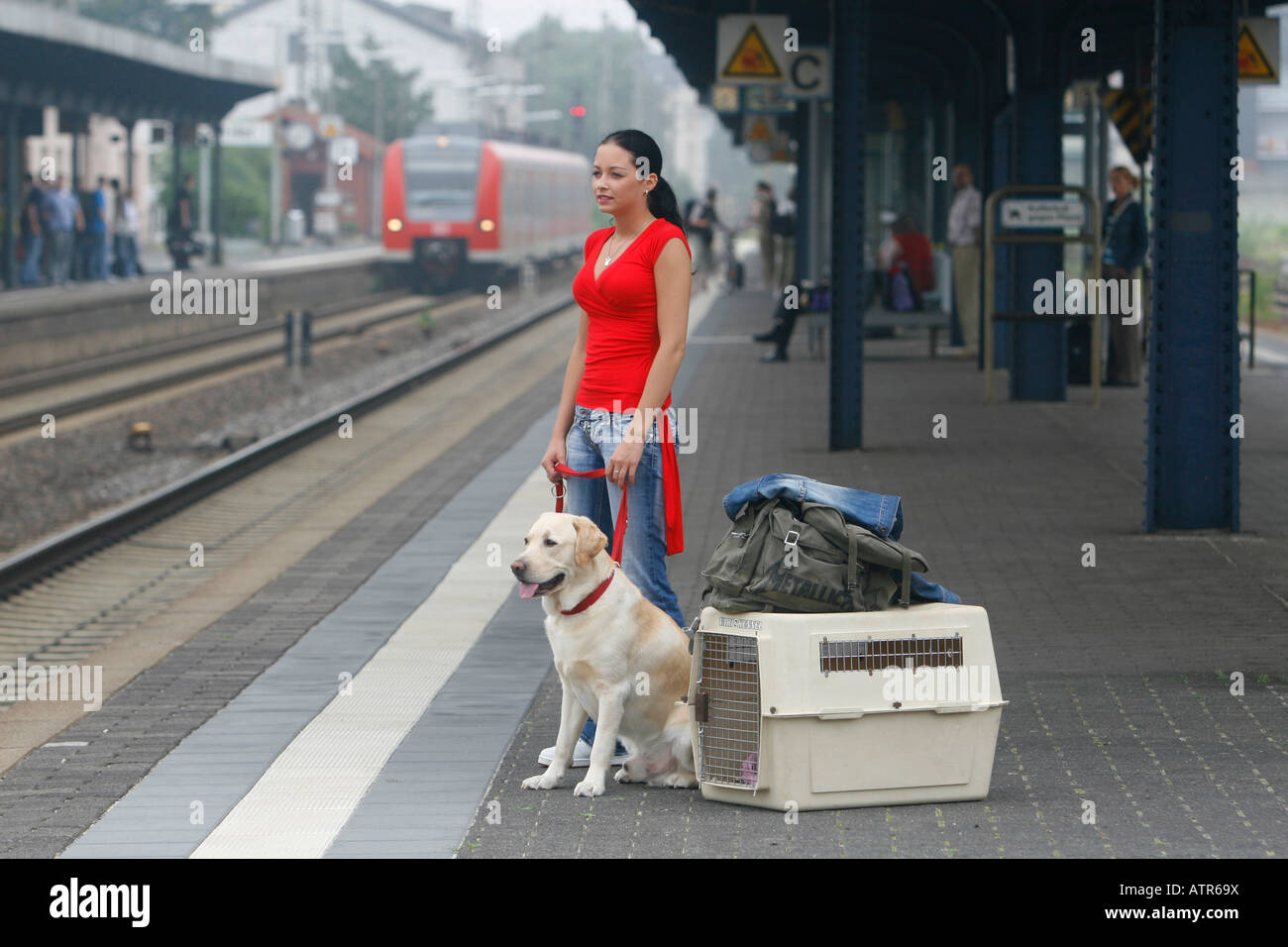 Kennel labrador hi-res stock photography and images - Alamy
