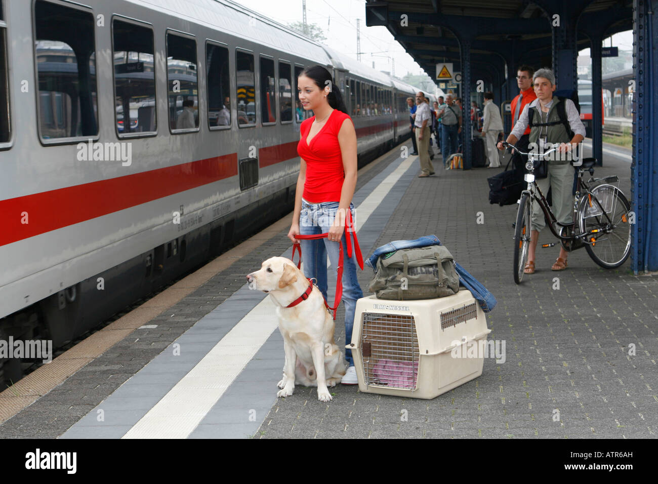 Kennel labrador hi-res stock photography and images - Alamy