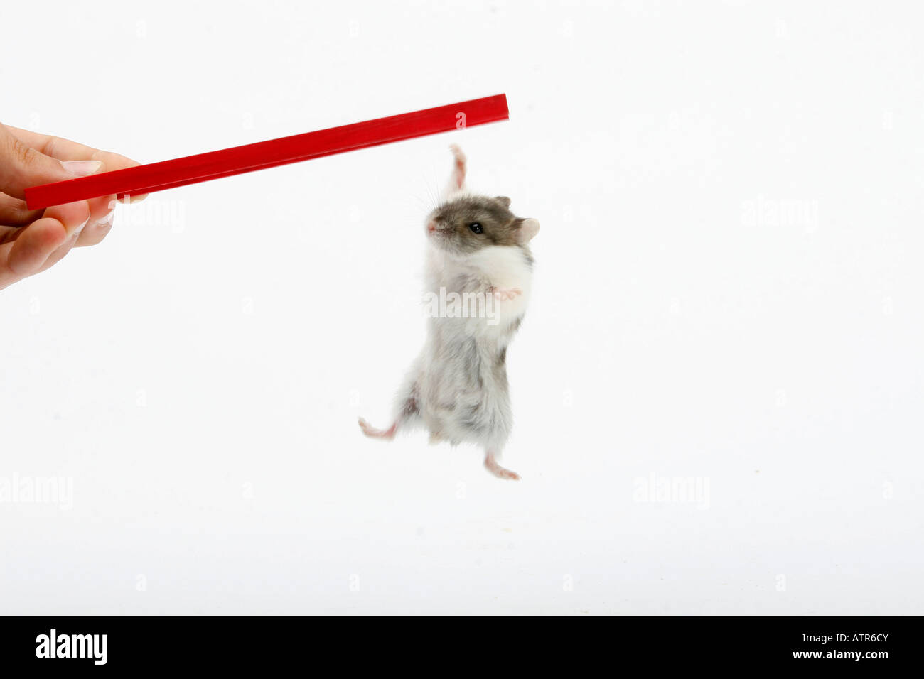 Russian Dwarf Hamster Stock Photo - Alamy