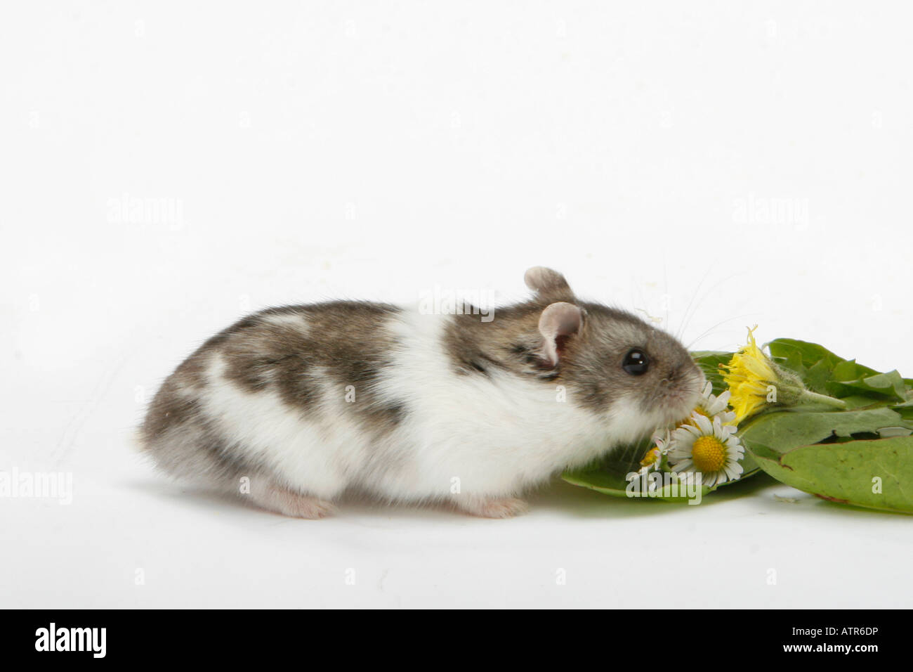 Russian Dwarf Hamster Stock Photo - Alamy