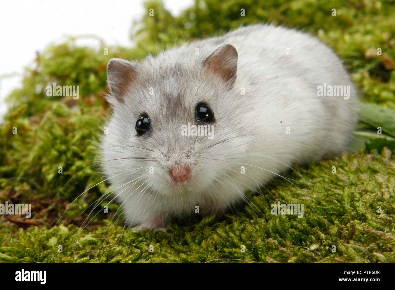 Russian Dwarf Hamster Stock Photo - Alamy
