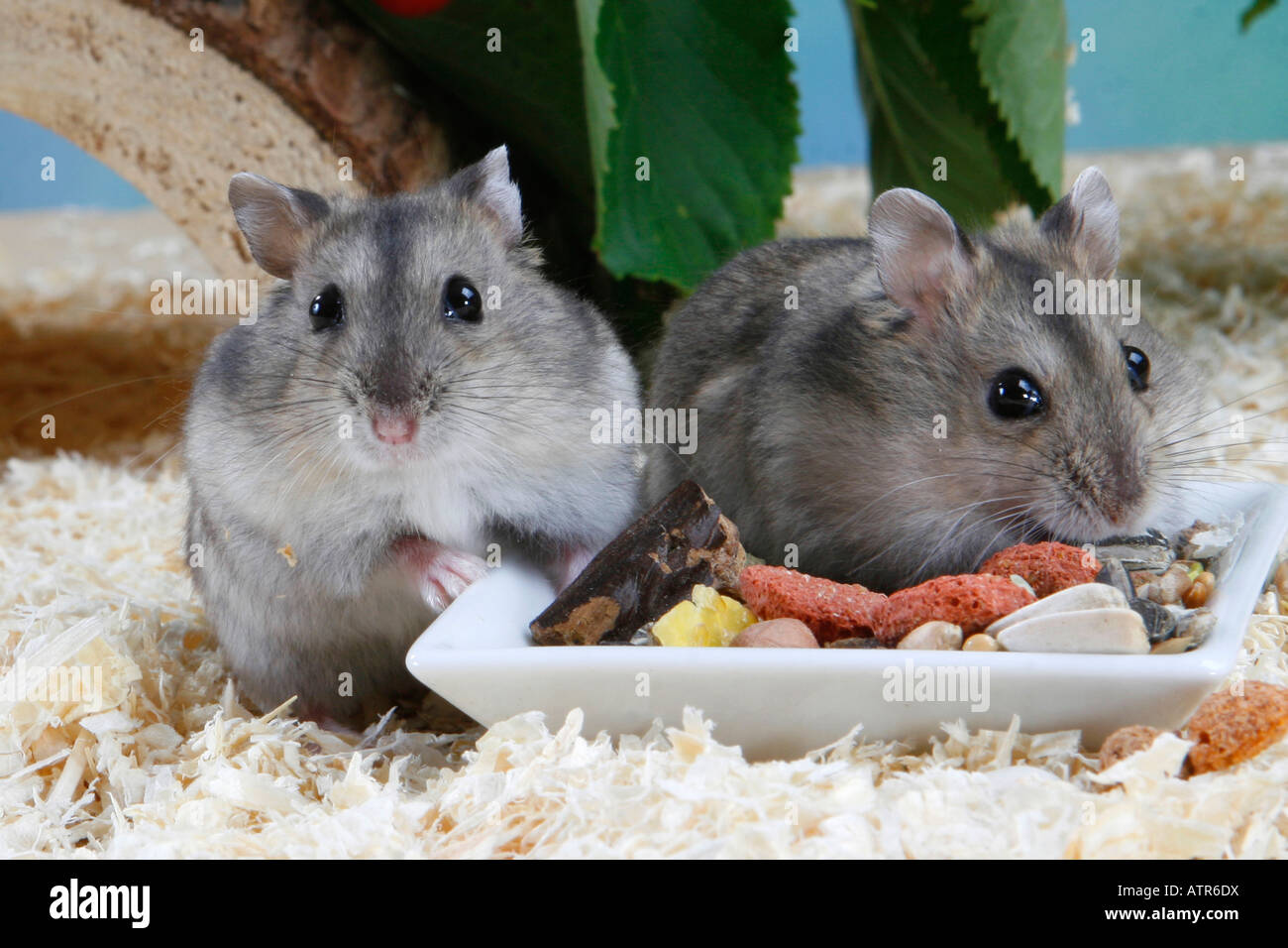 Russian Dwarf Hamster Stock Photo - Alamy