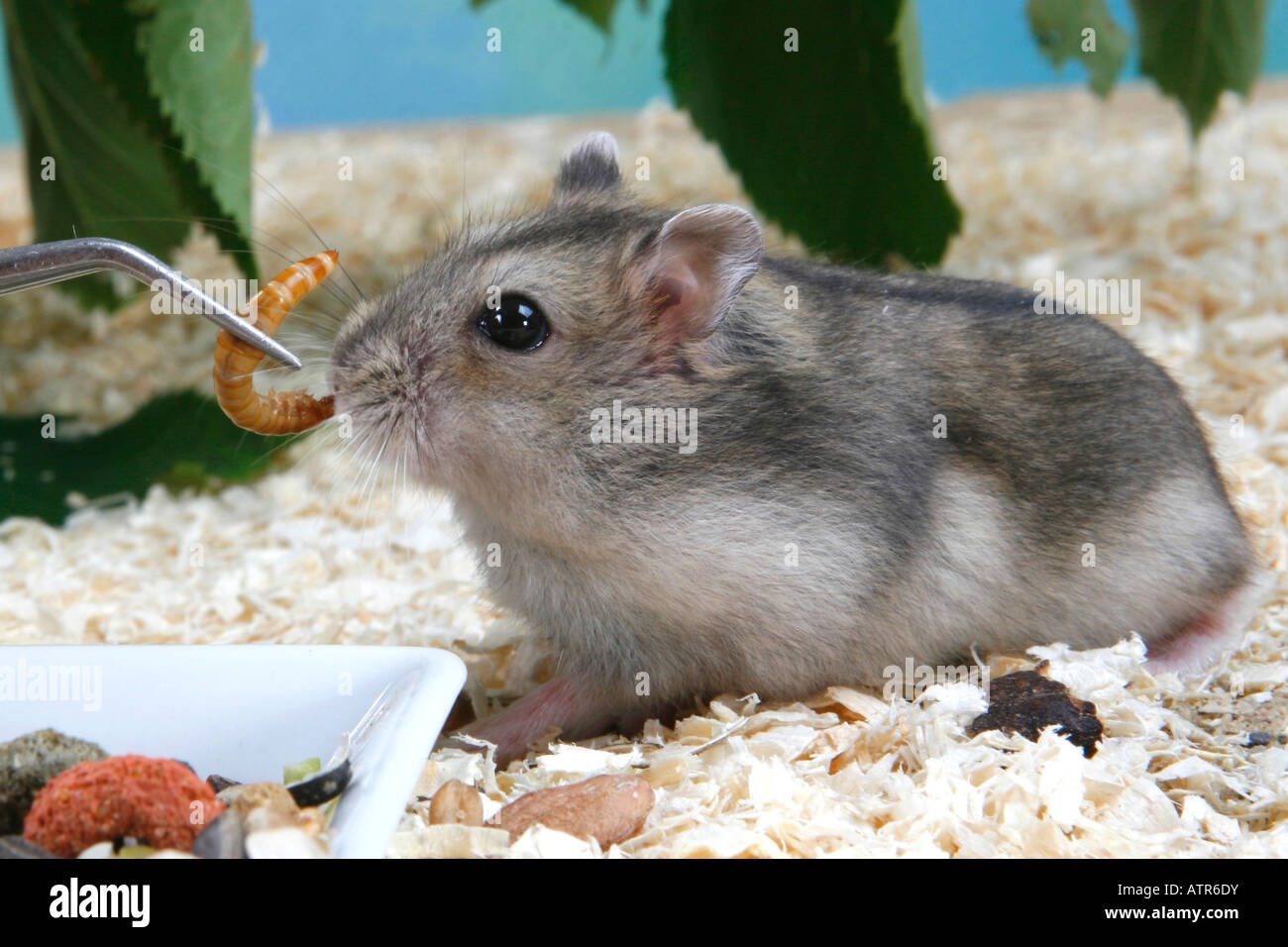 Russian Dwarf Hamster Stock Photo - Alamy