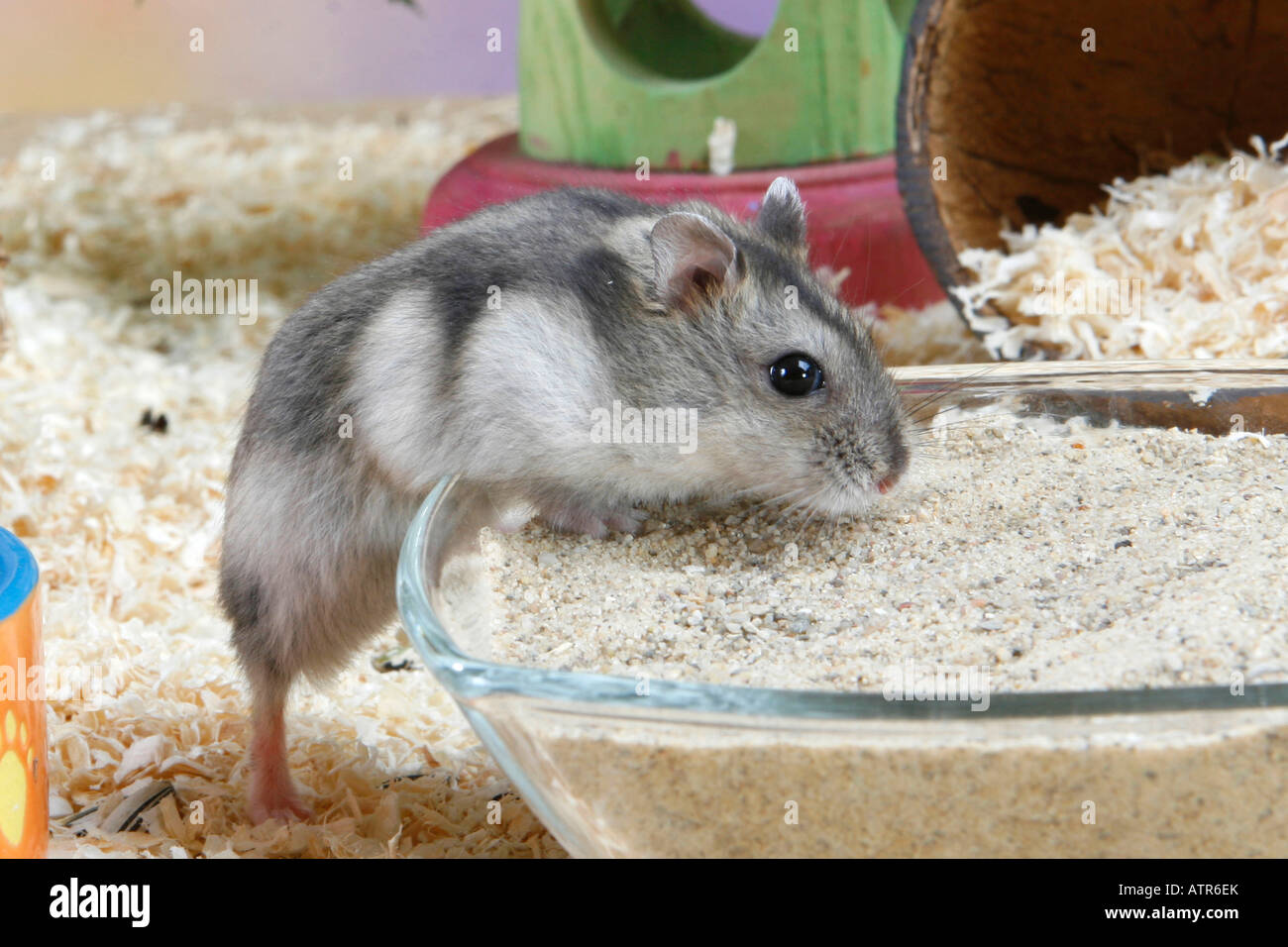 Russian Dwarf Hamster Stock Photo - Alamy