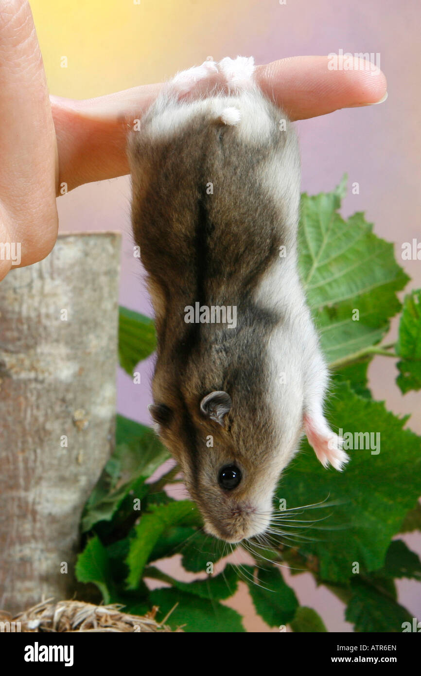 Russian Dwarf Hamster Stock Photo - Alamy