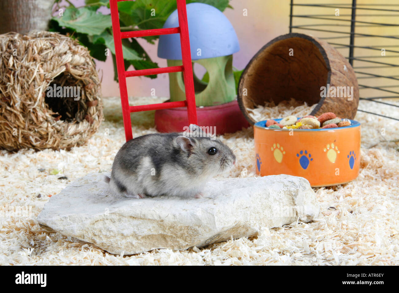 Russian Dwarf Hamster Stock Photo - Alamy